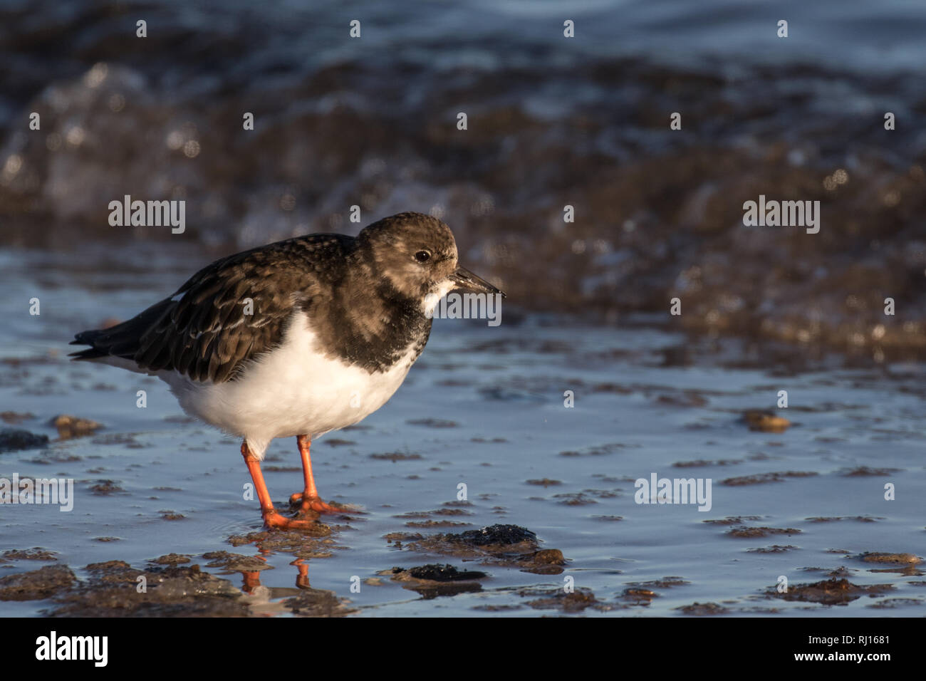 Turnstone in Winter plumage Stock Photo - Alamy