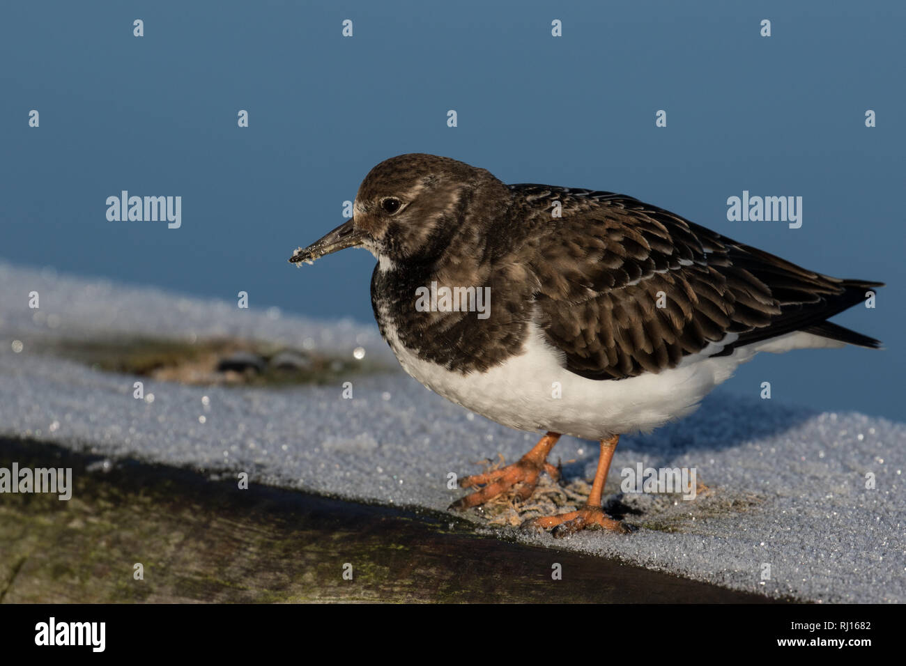 Turnstone in winter plumage hi-res stock photography and images - Alamy