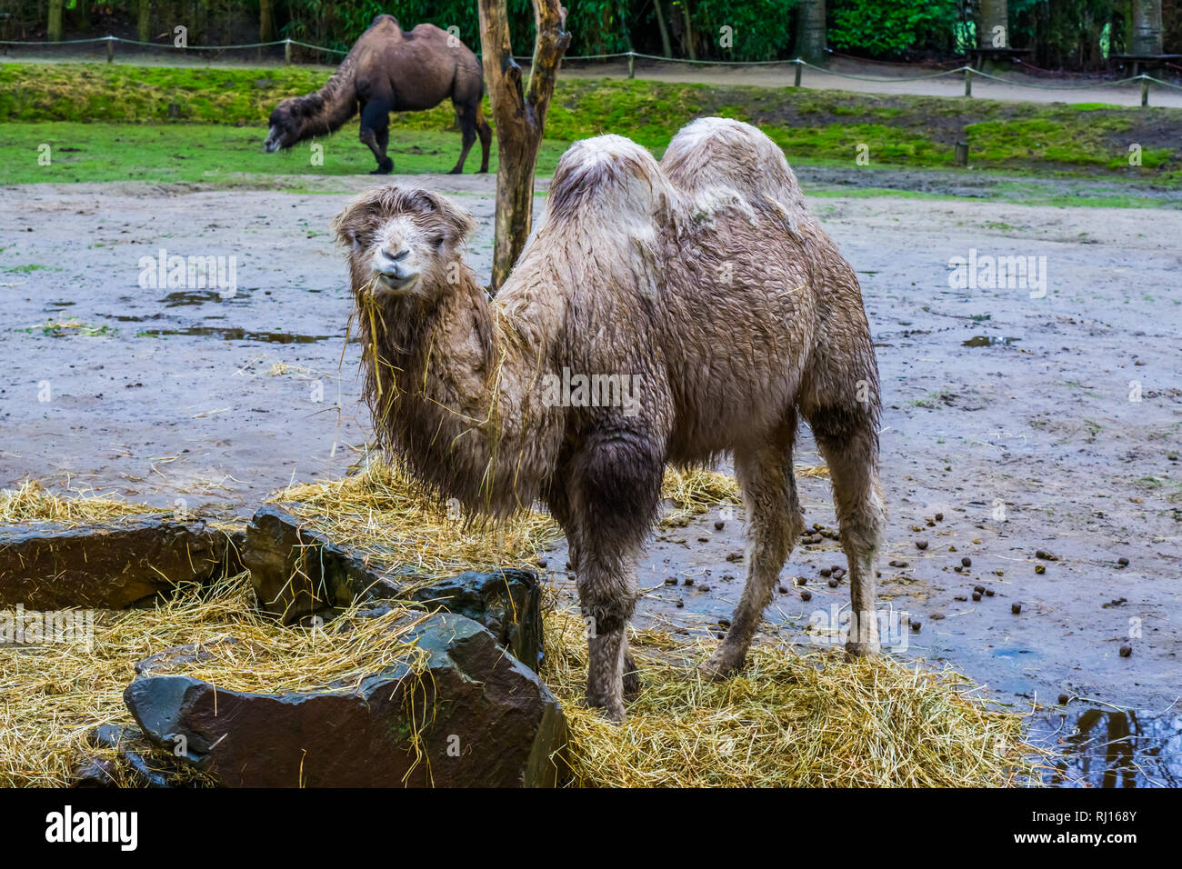 Wet camel hi-res stock photography and images - Alamy