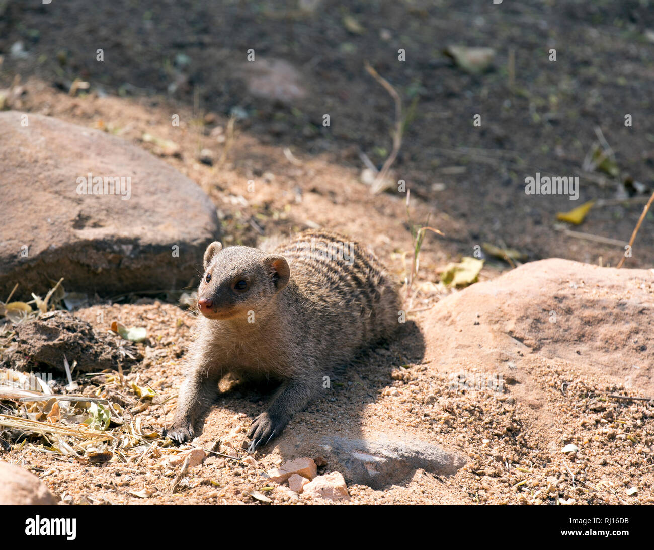 A banded mangoose resting in Namibia Stock Photo - Alamy