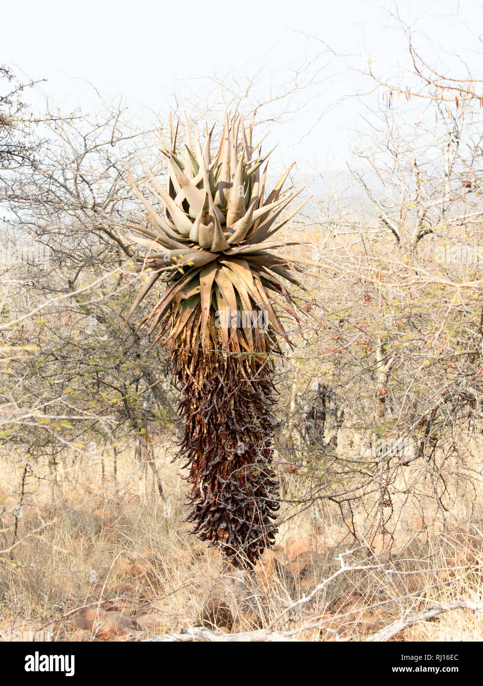 Aloe plant in the Waterberg plateau, Namibia Stock Photo - Alamy