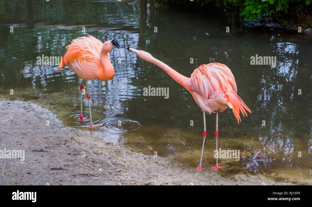two chilean flamingos expressing dominant and aggressive behavior ...