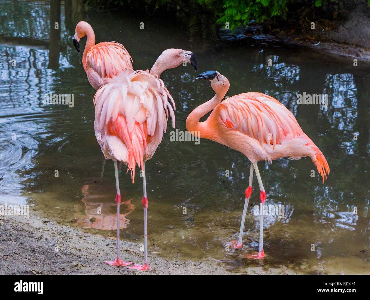 Frightened birds hi-res stock photography and images - Alamy
