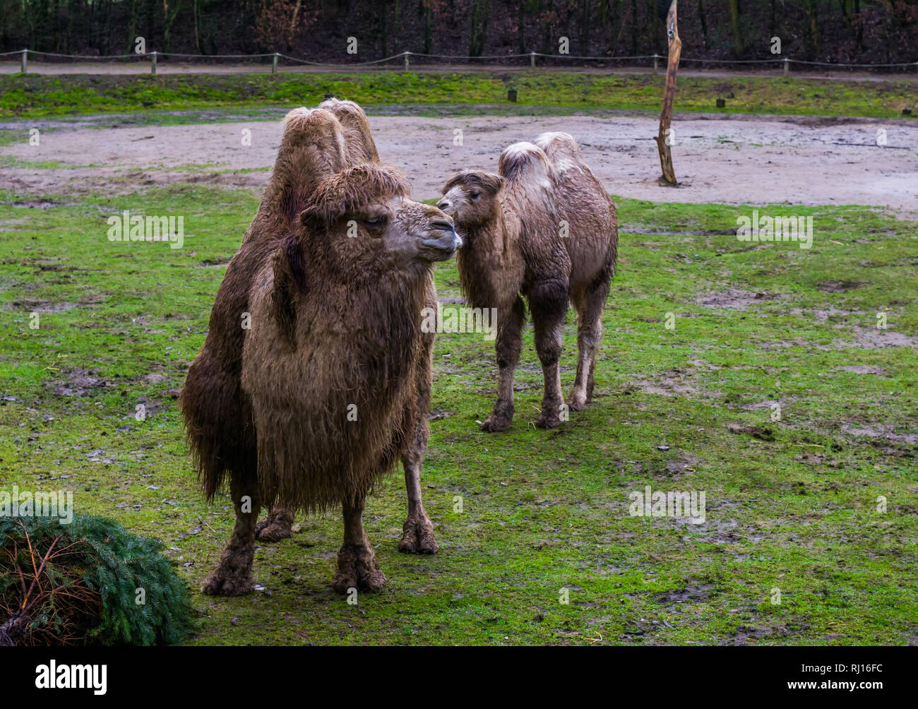 Mammals of the camelidae family hi-res stock photography and images - Alamy