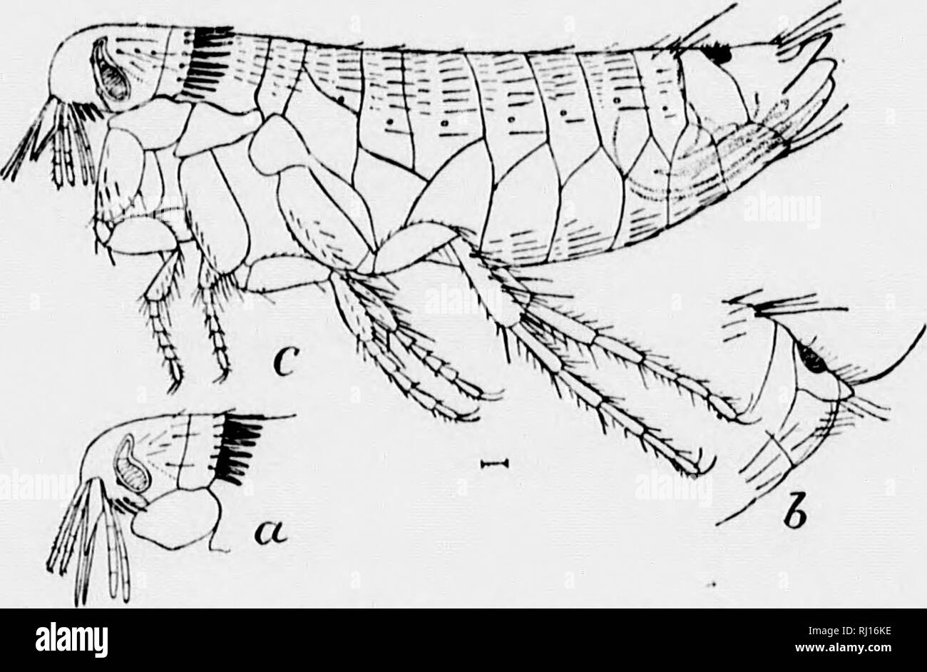 Siphonaptera Black and White Stock Photos & Images - Alamy