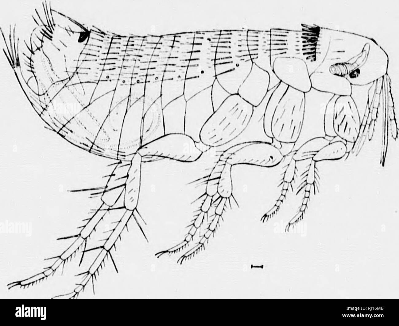 . Insects affecting domestic animals [microform] : an account of the ...