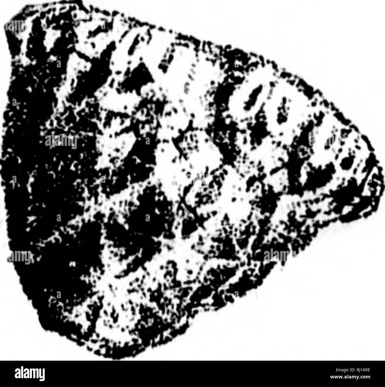 . North American geology and palaeontology for the use of amateurs ...
