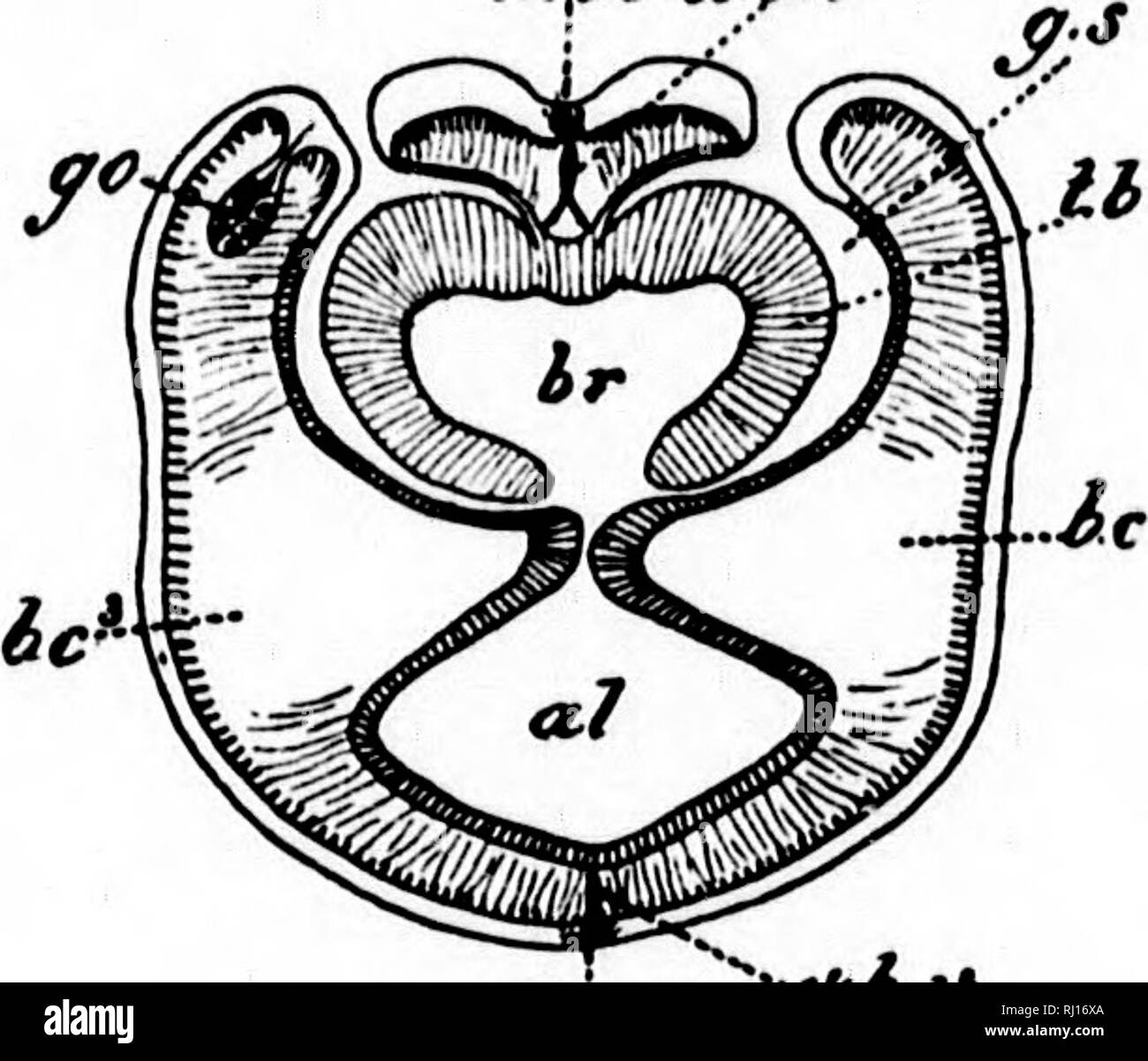 Balanoglossus hi-res stock photography and images - Alamy