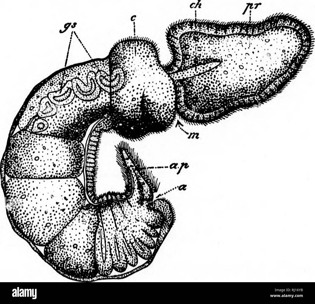 Balanoglossus hi-res stock photography and images - Alamy