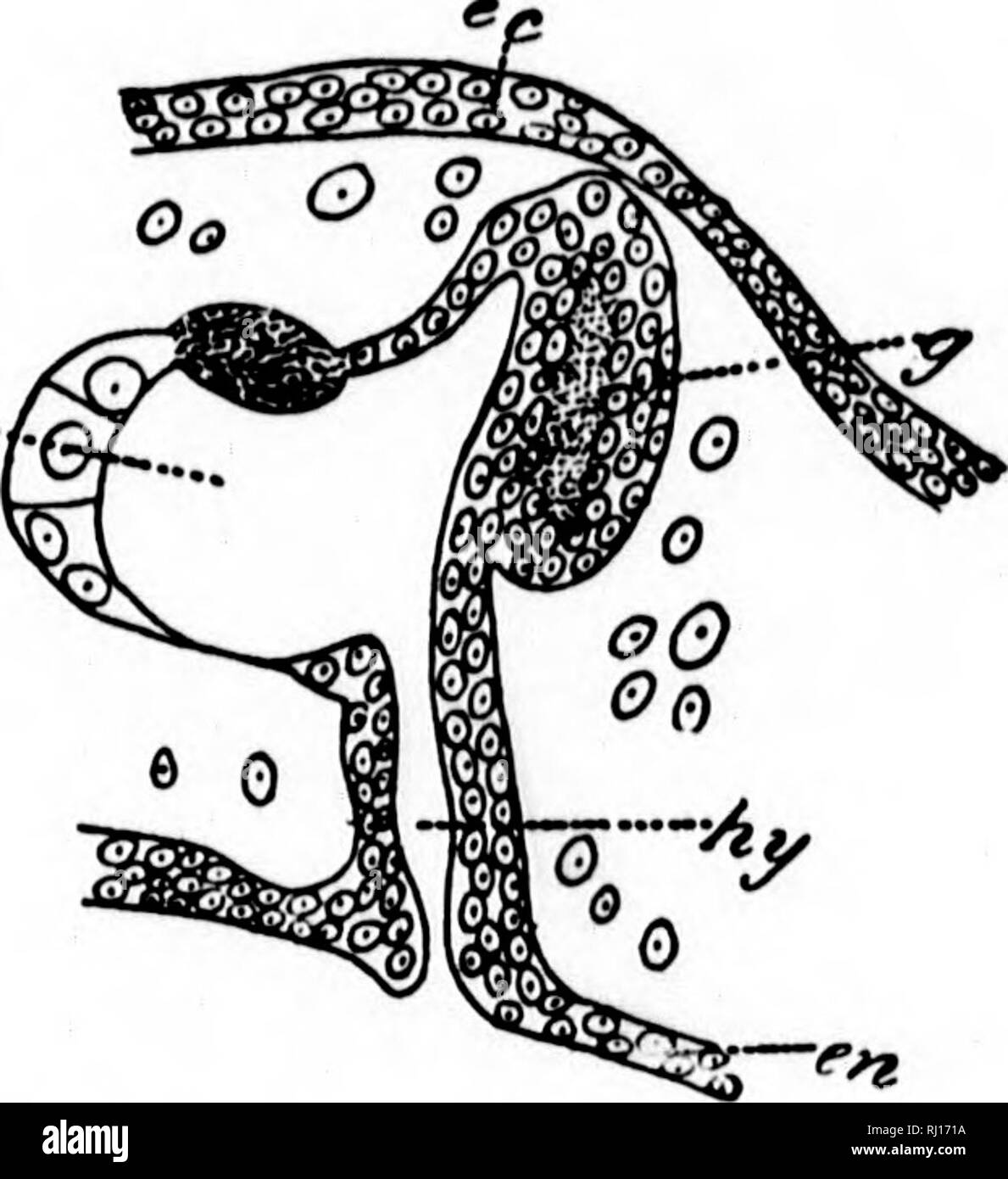 . Amphioxus and the ancestry of the vertebrates [microform ...