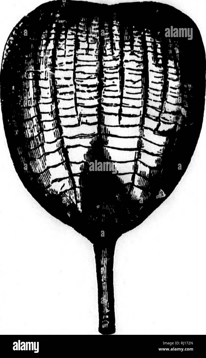 Arm like projections hi-res stock photography and images - Alamy