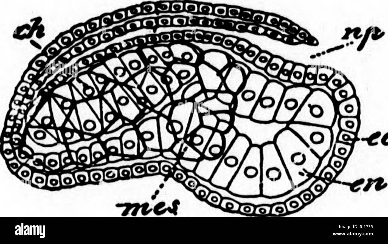 . Amphioxus and the ancestry of the vertebrates [microform ...