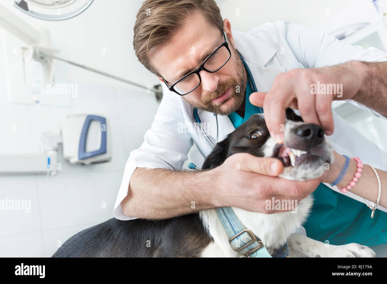 Checking dog hi-res stock photography and images - Alamy