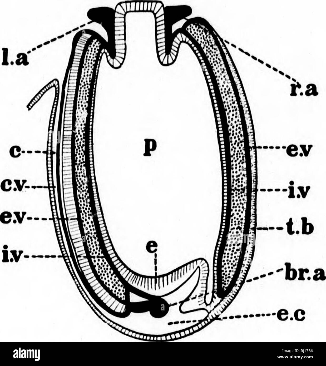 . Amphioxus and the ancestry of the vertebrates [microform ...