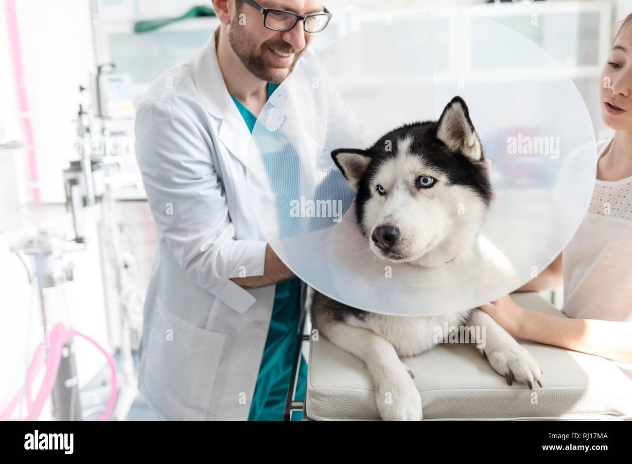 Siberian husky dog with collar hi-res stock photography and images - Alamy