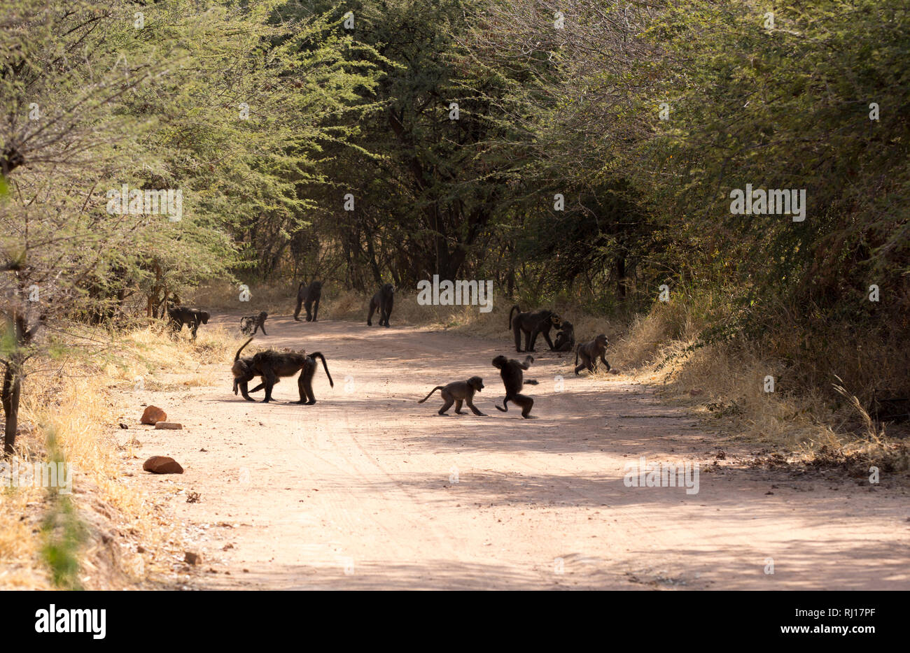 A large group of baboons in Namibia Stock Photo - Alamy