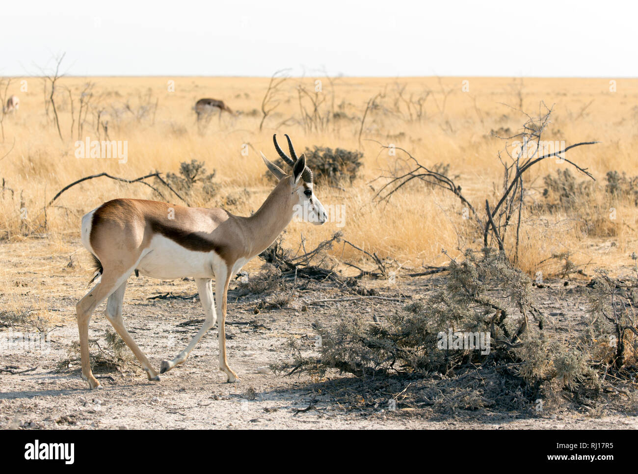 A springboks in namibian savannah, Namibia Stock Photo - Alamy