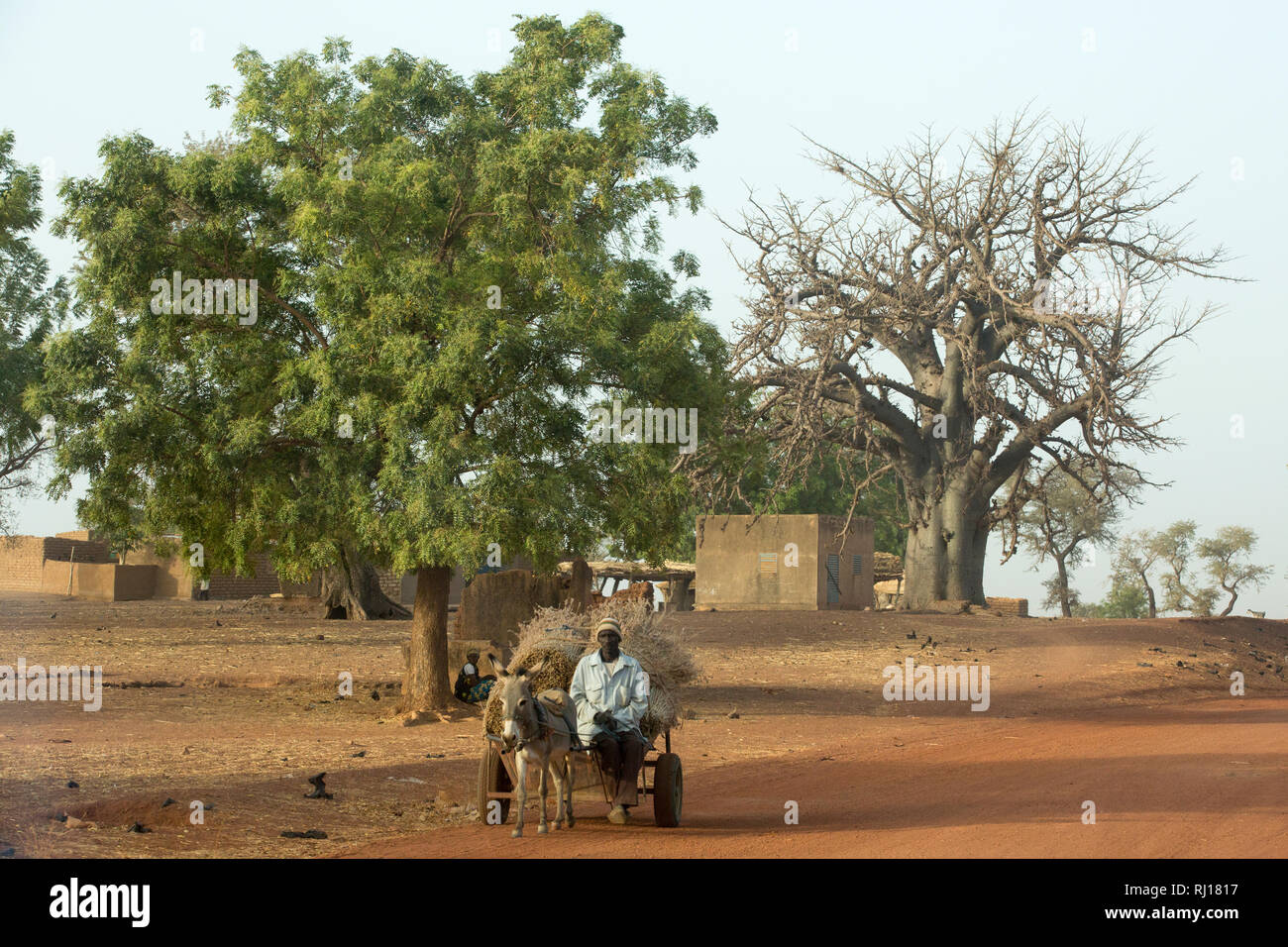 Yako Province, Burkina Faso; A farmer carrying plant stalks on the back ...