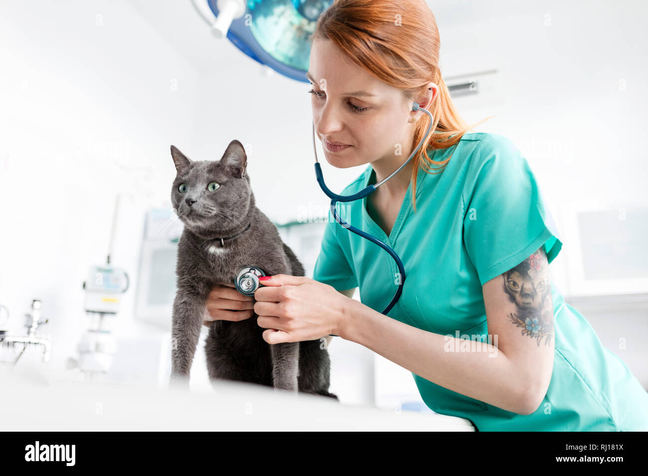 Doctor examining cat with stethoscope at veterinary clinic Stock Photo ...