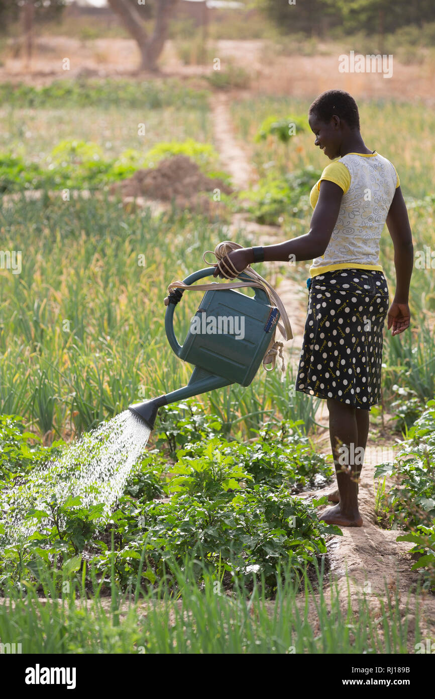 Samba village, Yako Province, Burkina Faso; Rose Zounoli, watering her ...