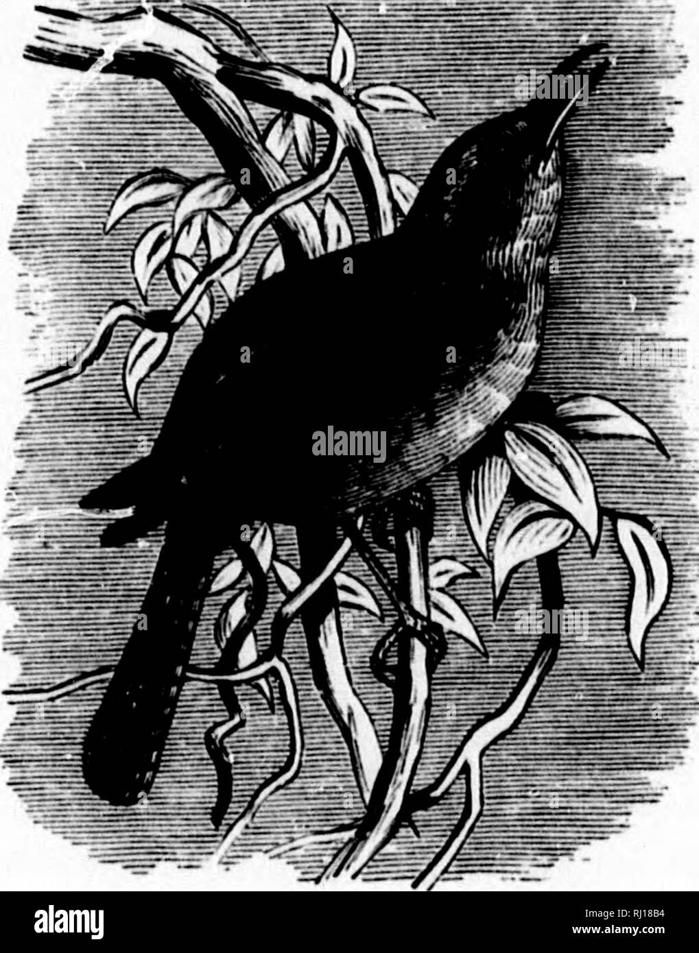 Buff wings Black and White Stock Photos & Images - Alamy