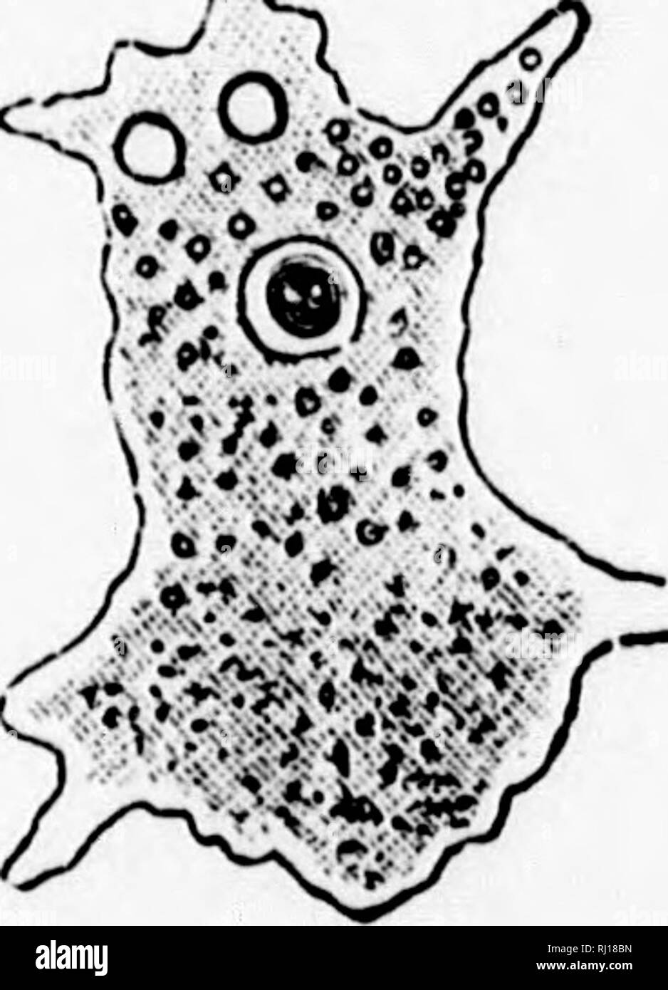 Fossil protozoa Black and White Stock Photos & Images - Alamy