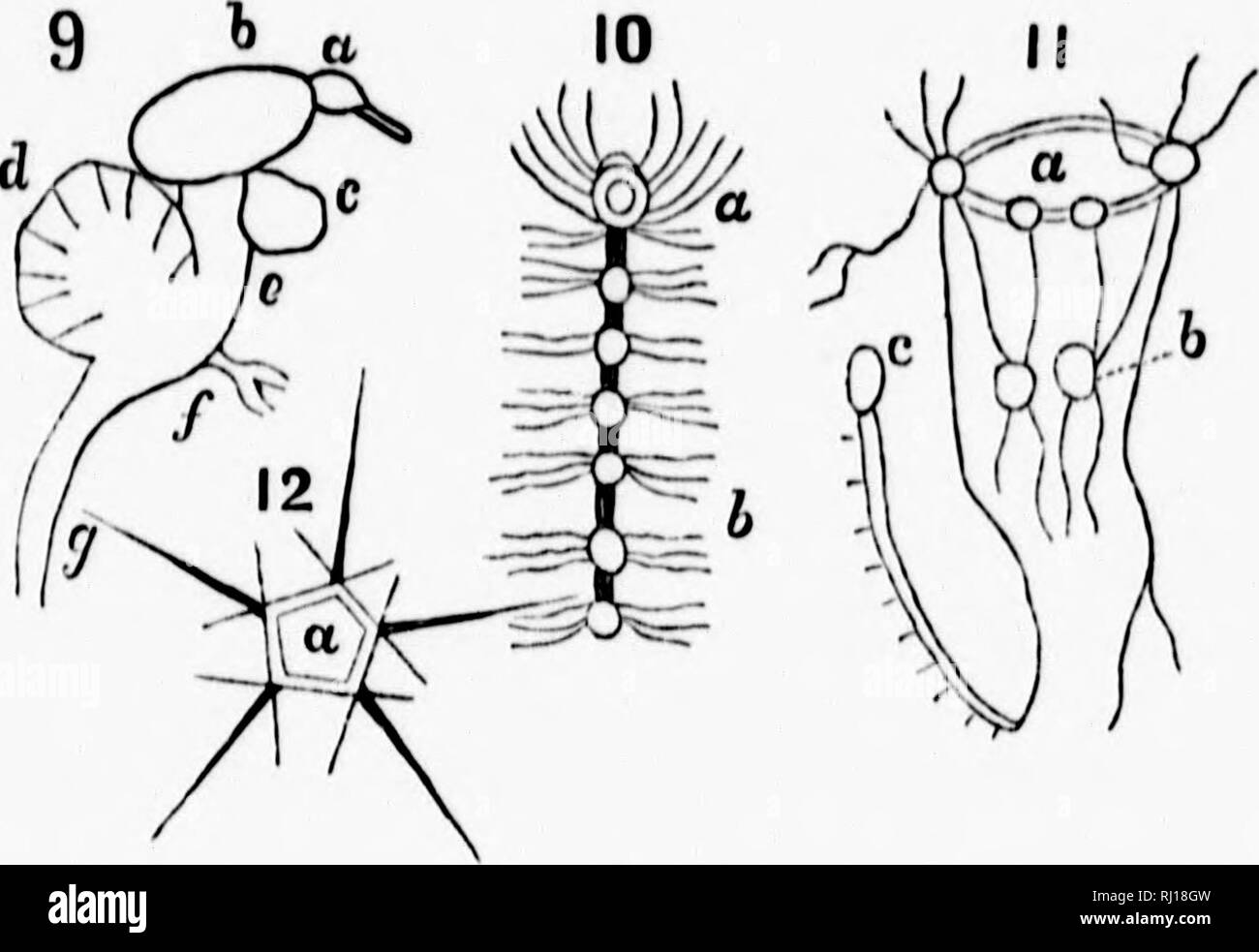 Origin of invertebrates hi-res stock photography and images - Alamy