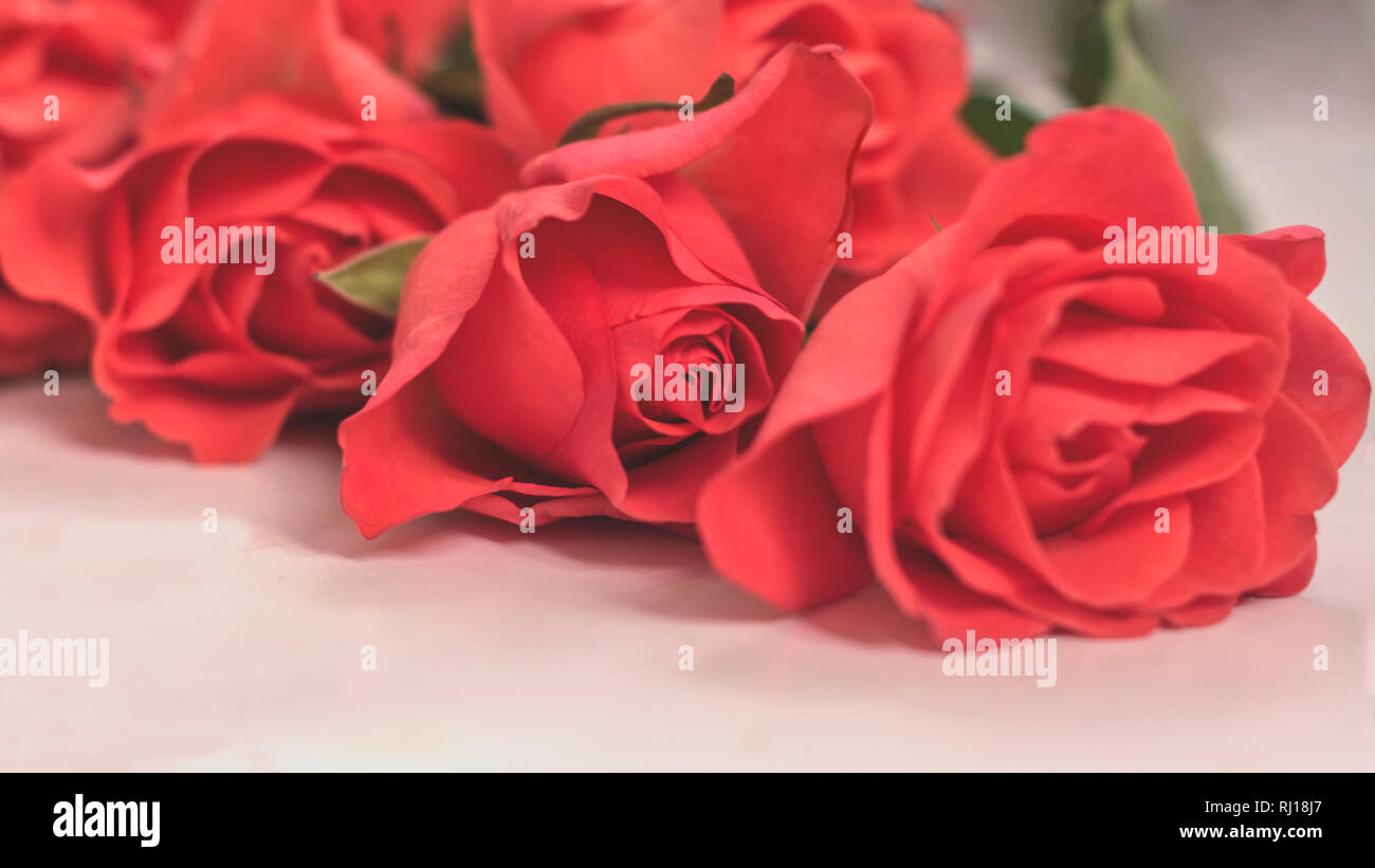 Scarlet rose hi-res stock photography and images - Alamy