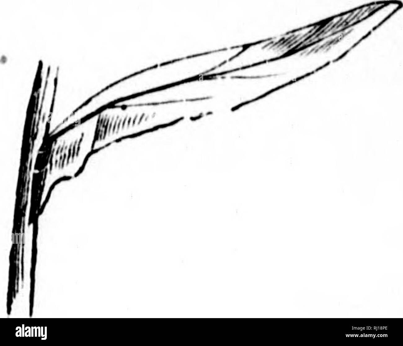 Terminal leaflet Black and White Stock Photos & Images - Alamy