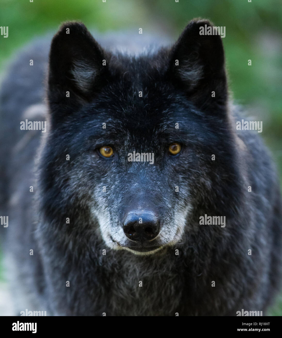Black Wolf With Blue Eyes Wallpapers