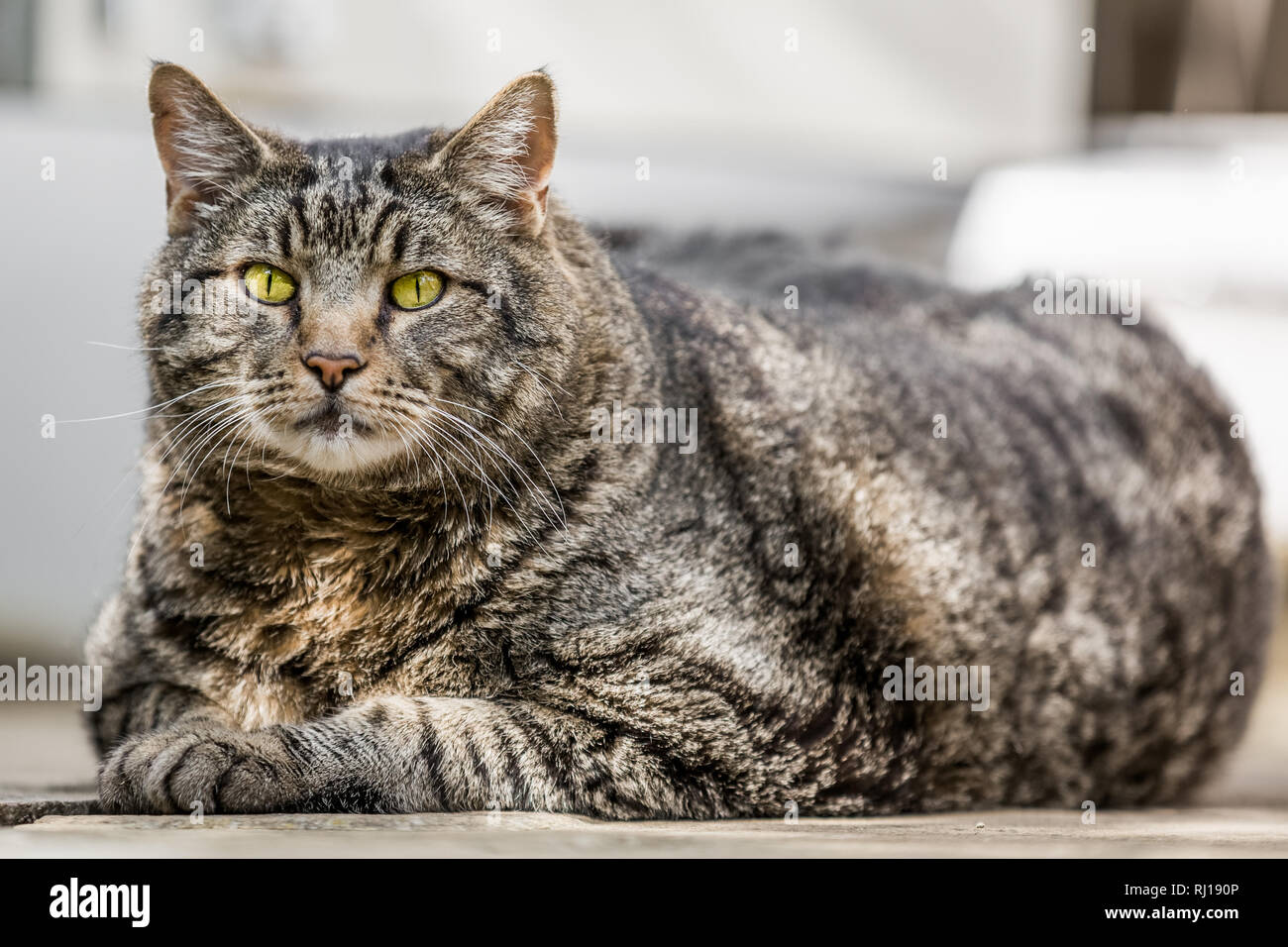 A fat cat in a garden Stock Photo - Alamy