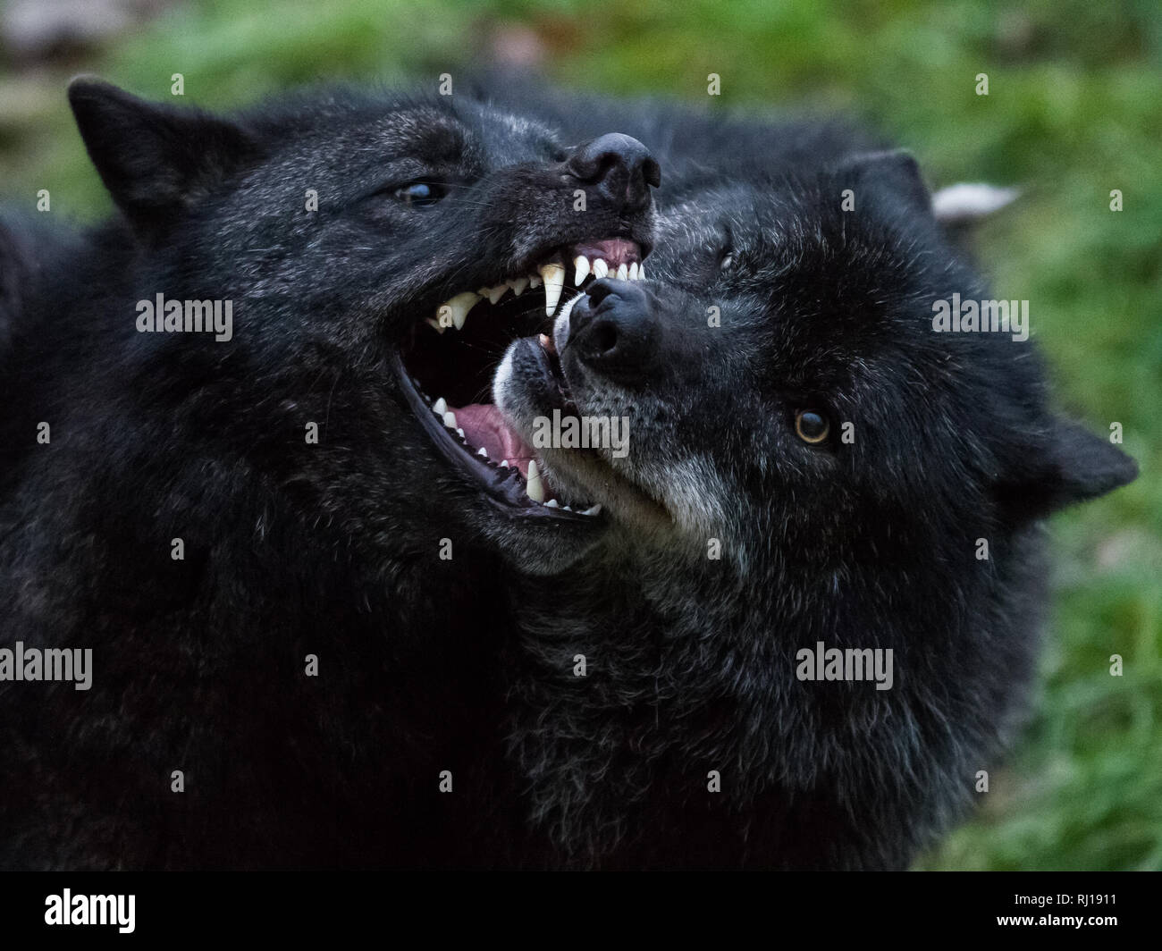 Black wolf in the forest Stock Photo - Alamy