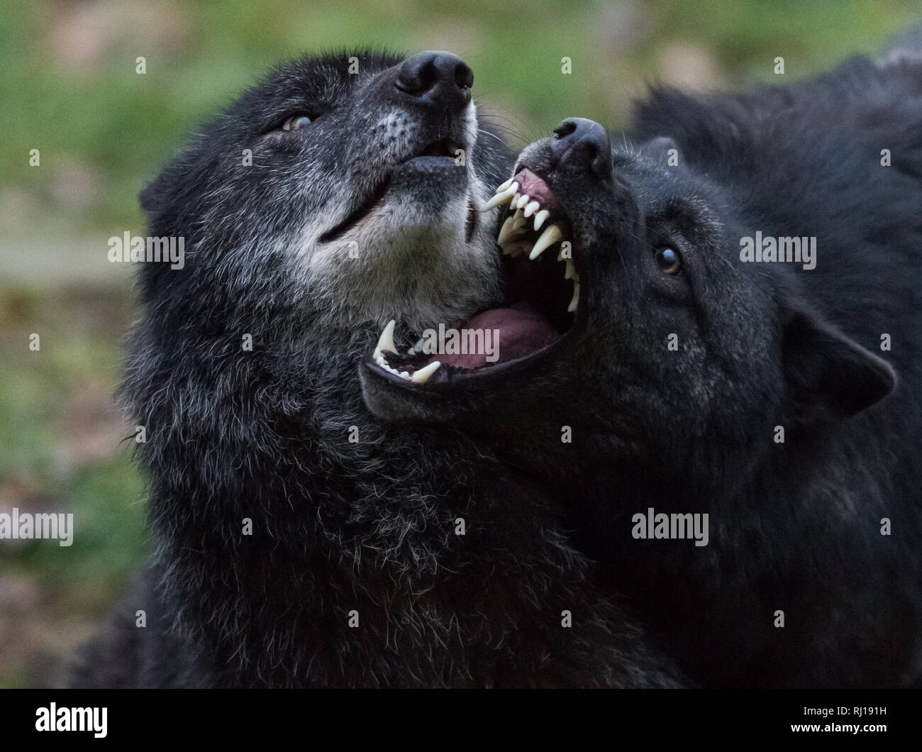 Black wolf in the forest Stock Photo - Alamy