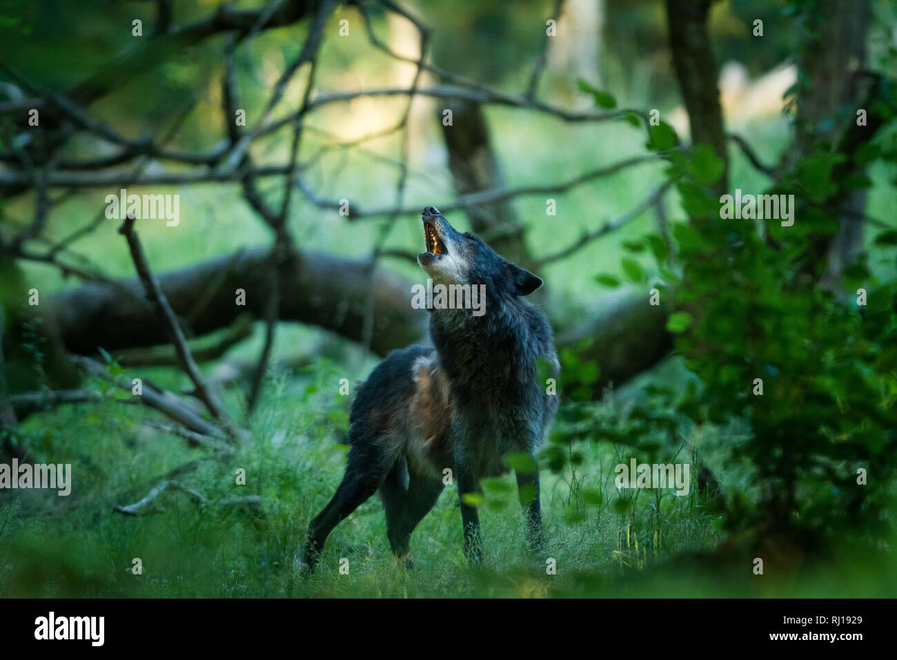 Black wolf in the forest Stock Photo - Alamy