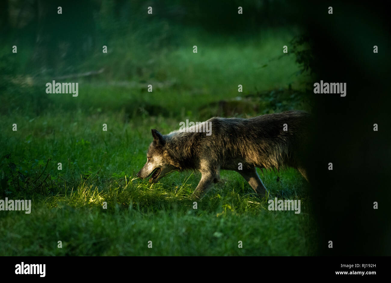 Black wolf in the forest Stock Photo - Alamy