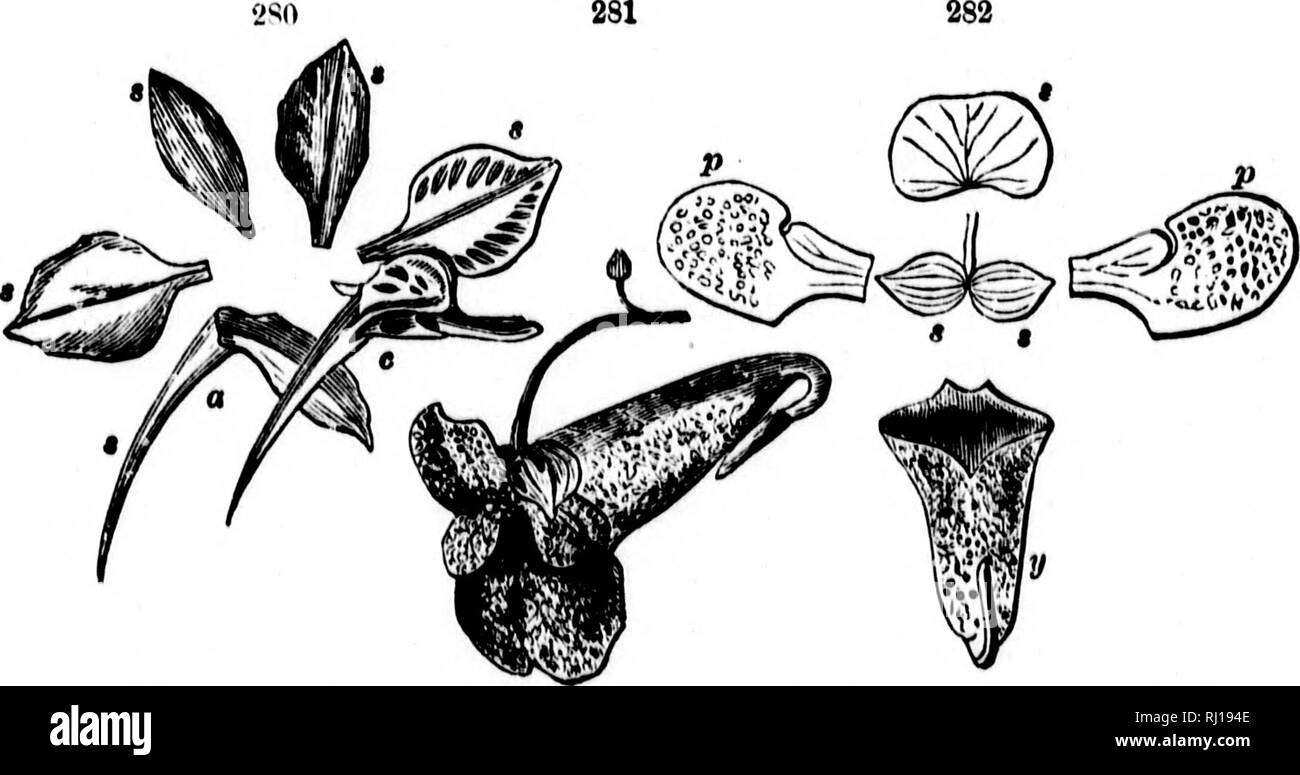 . Class-book of botany [microform] : being outlines of the structures ...