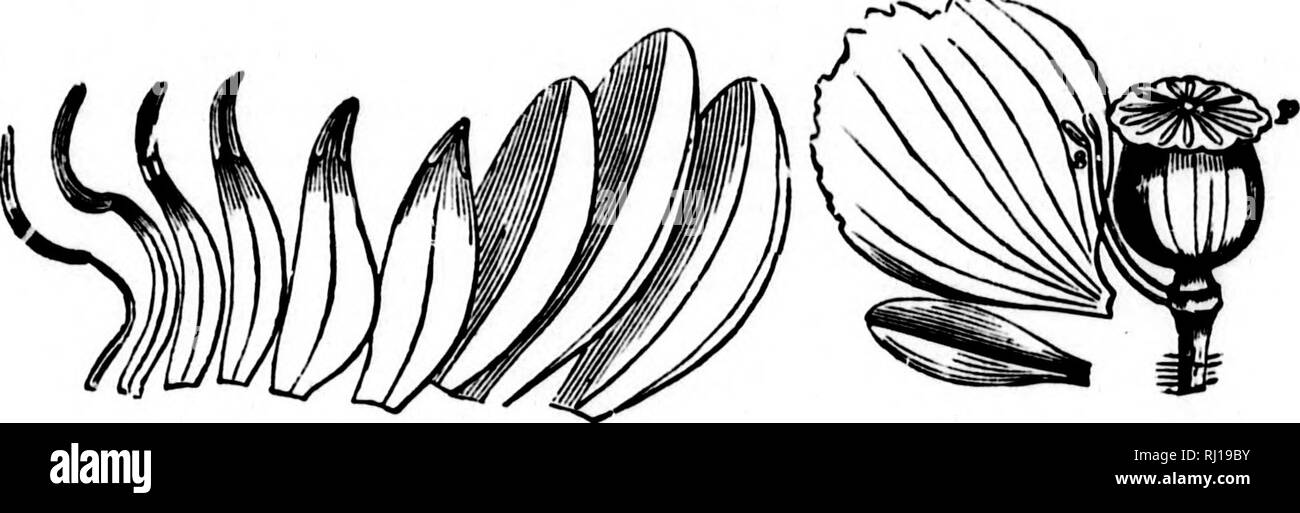 Flower lily sepal Black and White Stock Photos & Images - Alamy