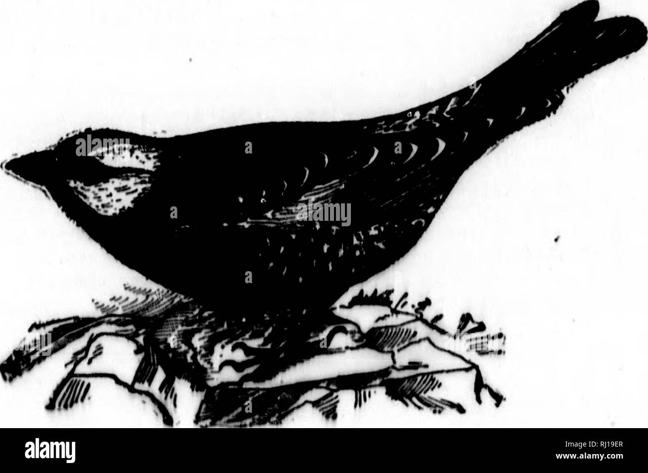 Bering straight birds hi-res stock photography and images - Alamy