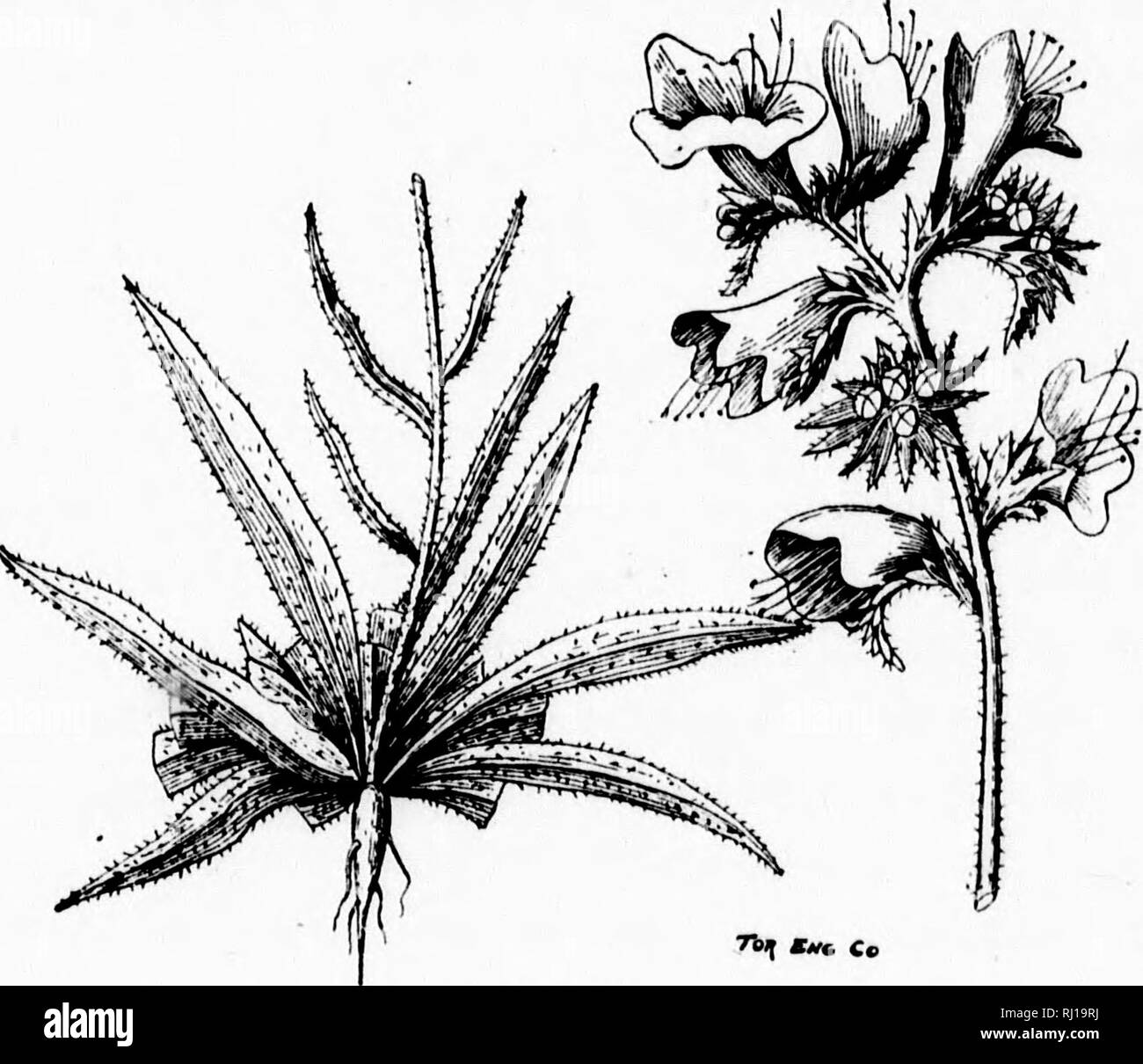 Prolific seed producer Black and White Stock Photos & Images - Alamy