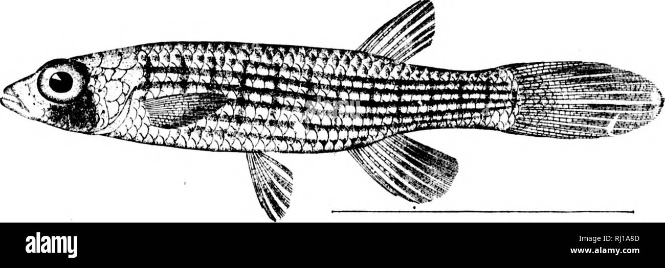 . The fishes of North and Middle America [microform] : a descriptive ...