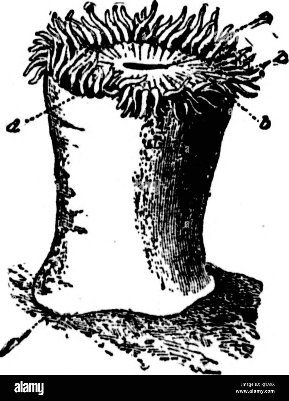 Hydroid medusae hi-res stock photography and images - Alamy