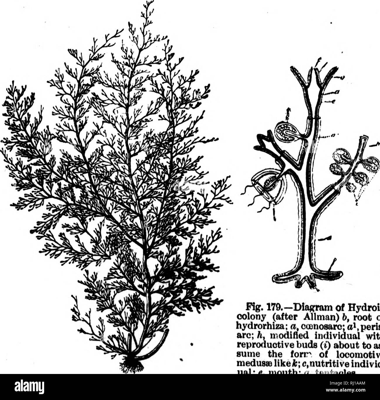 The surrounder hi-res stock photography and images - Alamy