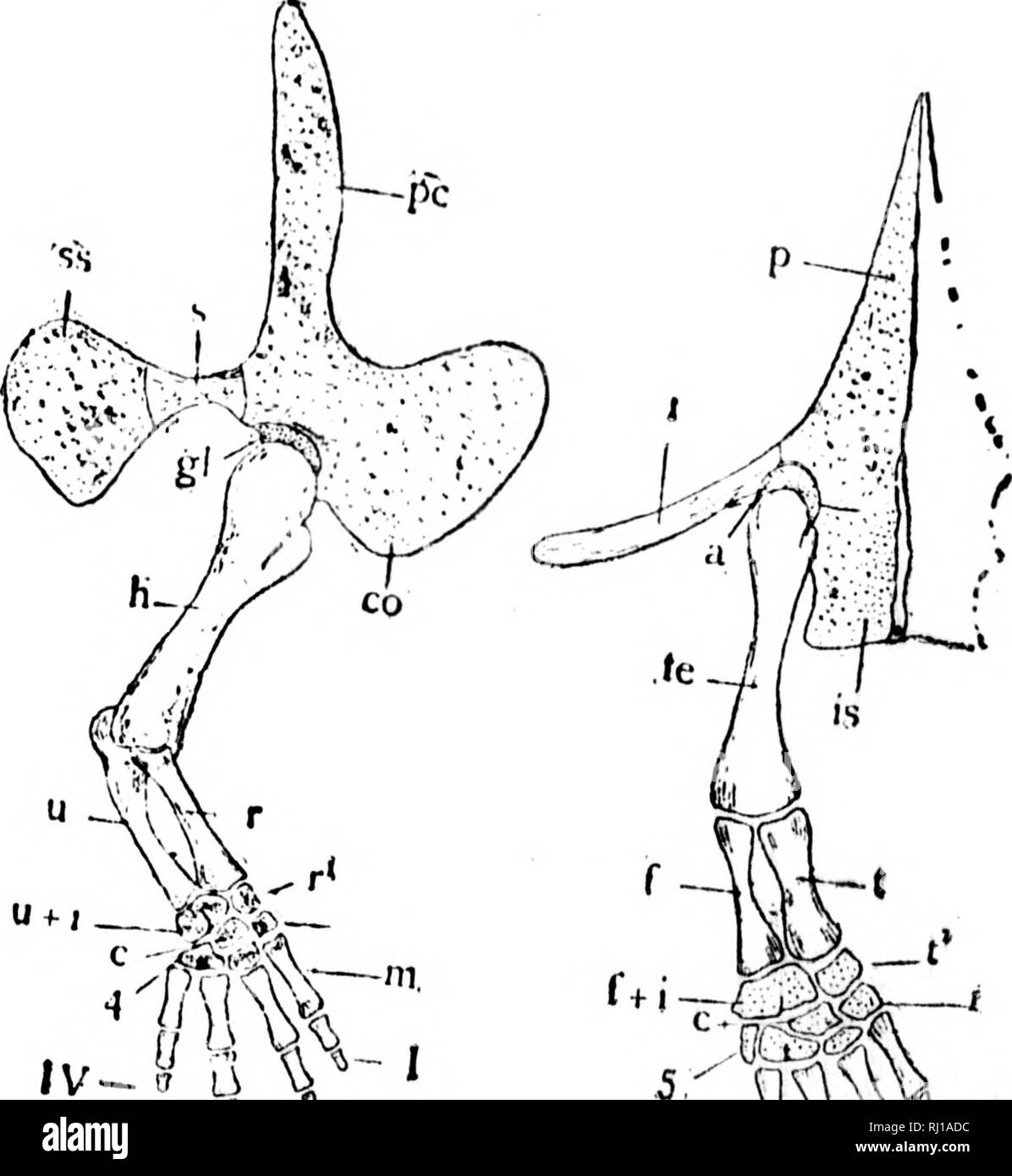 Catfish school Black and White Stock Photos & Images - Alamy