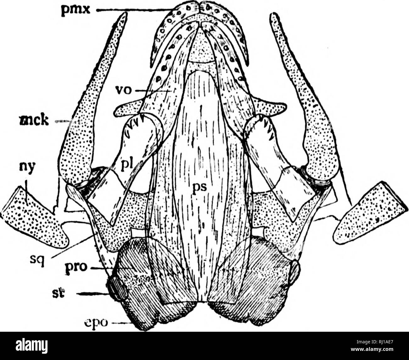 Catfish skull Black and White Stock Photos & Images - Alamy