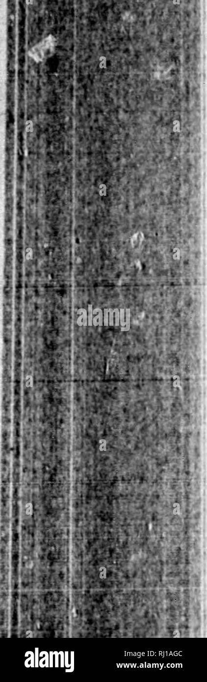 Strigula Black and White Stock Photos & Images - Alamy