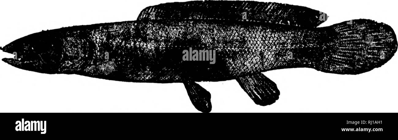 Scales cycloid Black and White Stock Photos & Images - Alamy