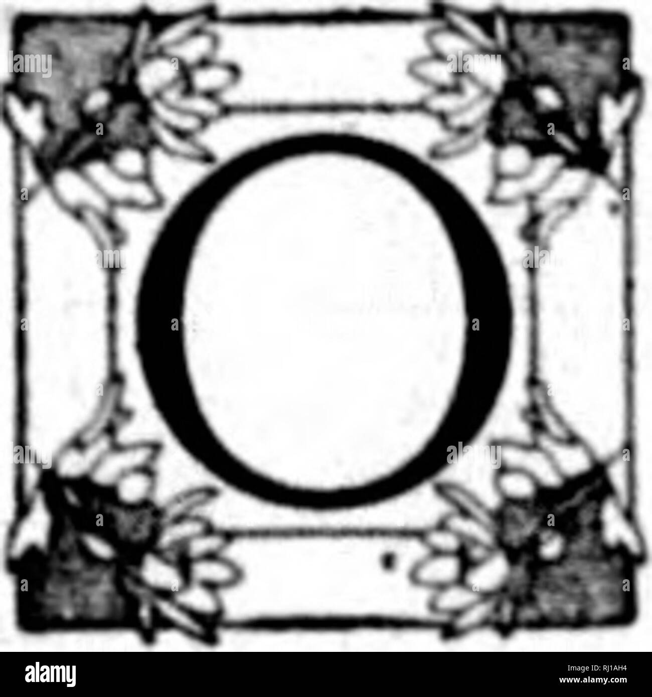 Sheep laurel kalmia angustifolia Black and White Stock Photos & Images ...