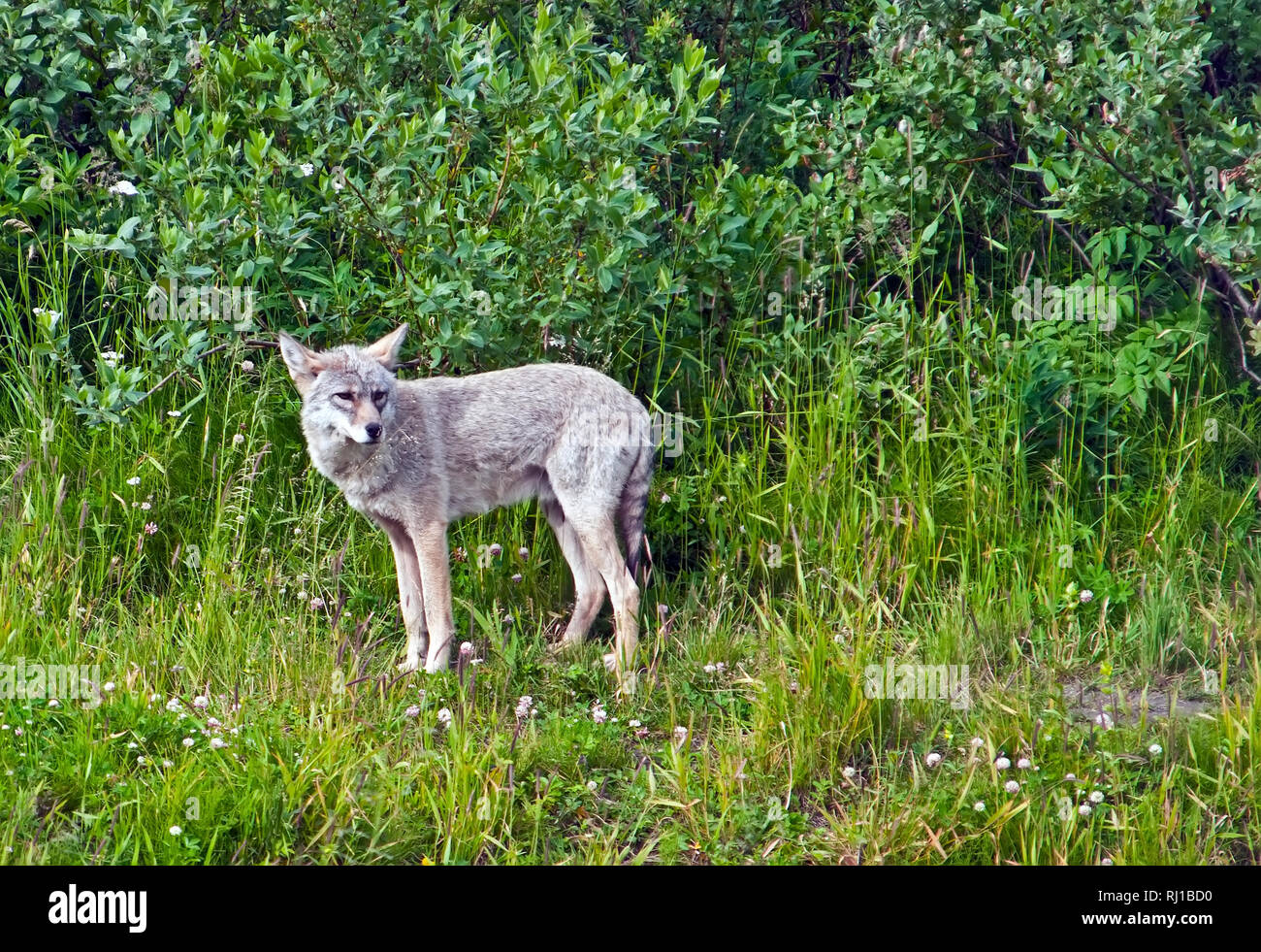 Coyote alaska wildlife hi-res stock photography and images - Alamy