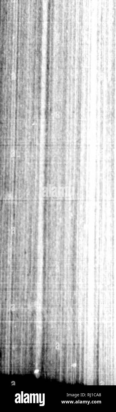 Cycloid fish scales hi-res stock photography and images - Alamy