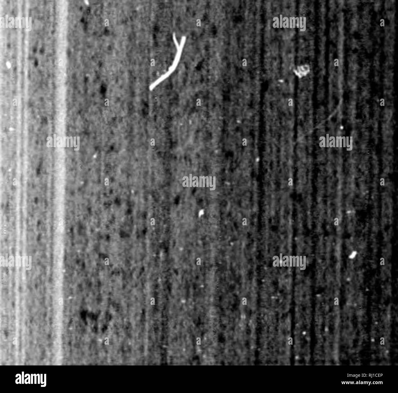 Catostomid hi-res stock photography and images - Alamy